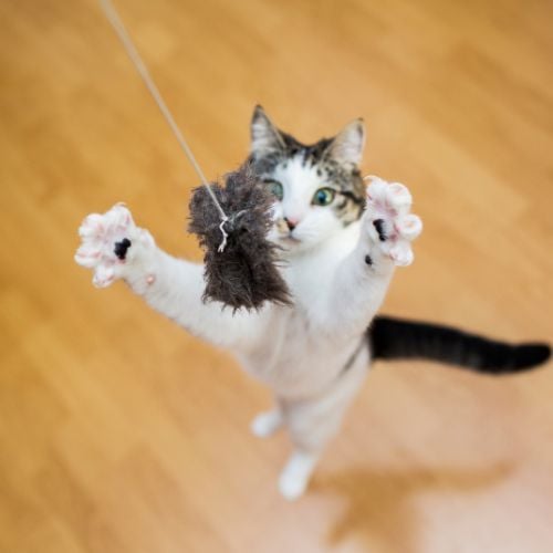 Cat Play Sessions Using the Prey Sequence | Preventive Vet